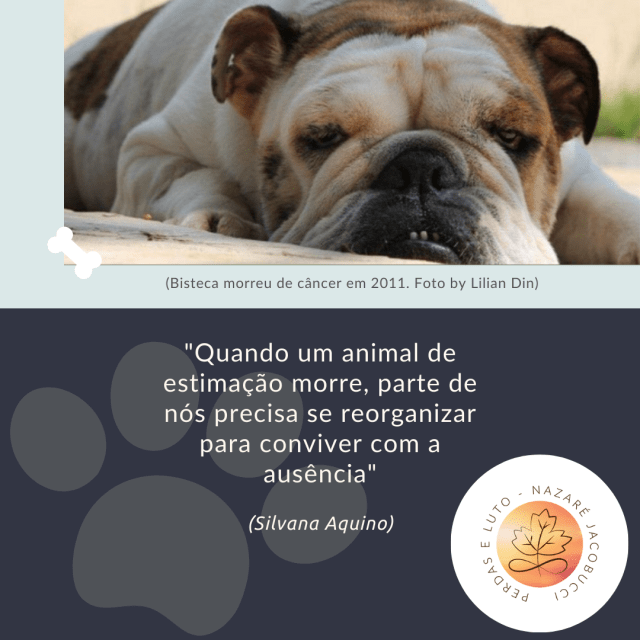 Citacoes De Resgate De Animais Notícias FURB